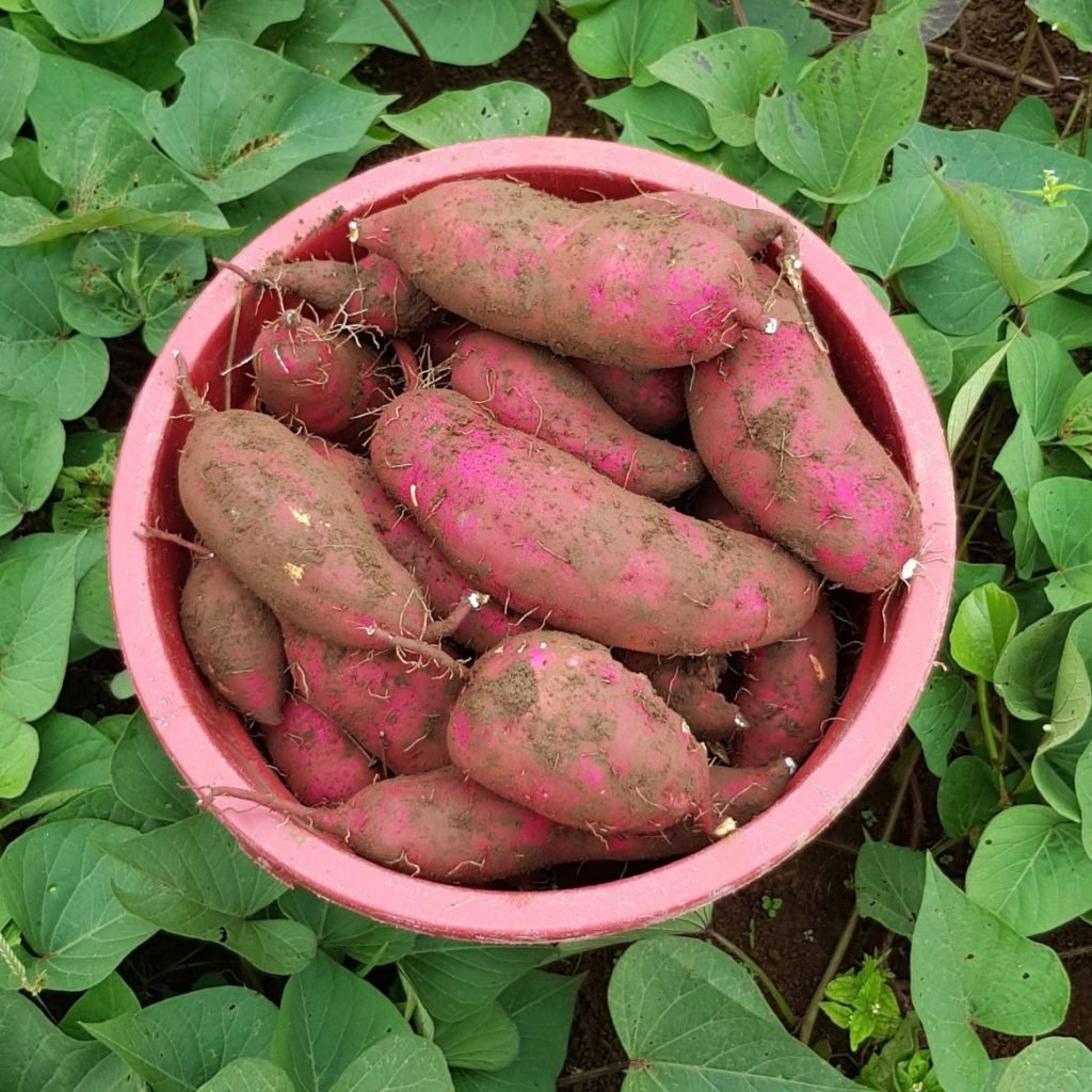 Japanese Sweet Potato — Farm to Doorstep