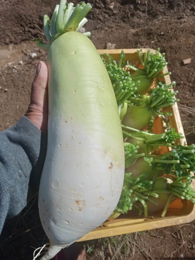 Korean Radish — Farm to Doorstep