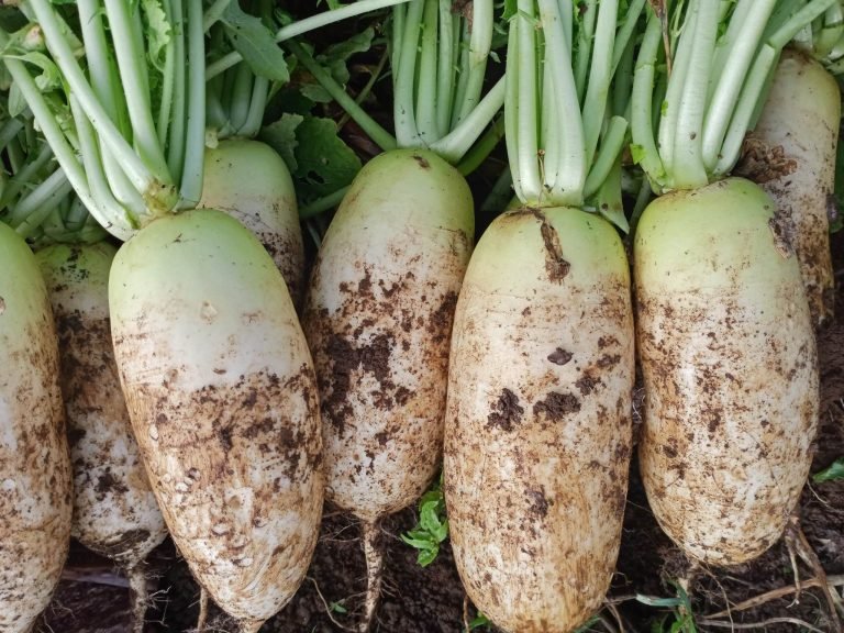 Korean Radish — Farm to Doorstep