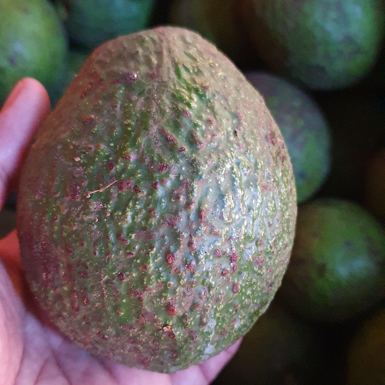 Hass Avocado — Farm to Doorstep